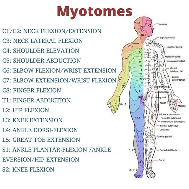 근육분절(Myotomes) and 피부분절(Dermatomes) Dance : 네이버 블로그